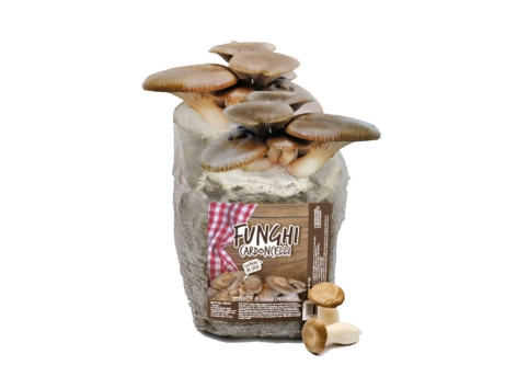 Kit coltivazione funghi Lidl - VolantinoLidl.it
