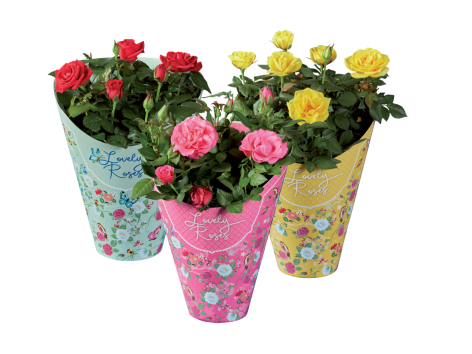 Rose “Lovely Roses” Lidl - VolantinoLidl.it
