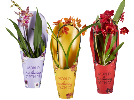 Orchidee colorate Lidl - VolantinoLidl.it